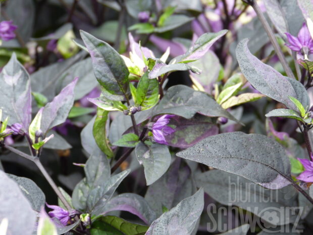 Capsicum Purple Flash, Zierpaprika - Blumen Schwarz