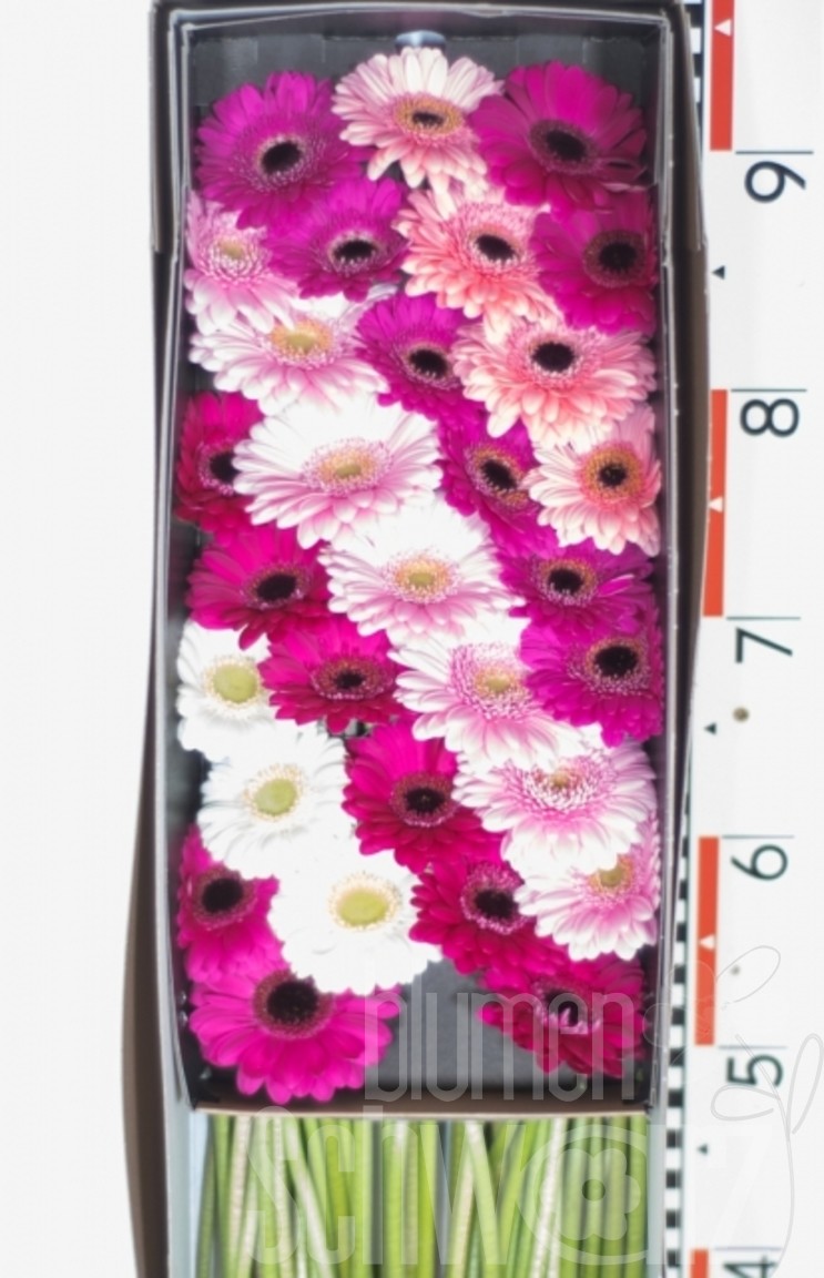 Germini Mix Lil Rose im Karton Bund enthält 30 - Blumen Schwarz